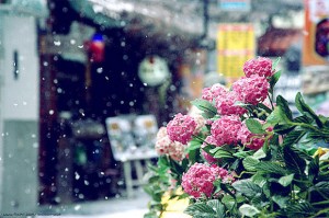 80 Examples of Snow Photography To Frost Your Screen