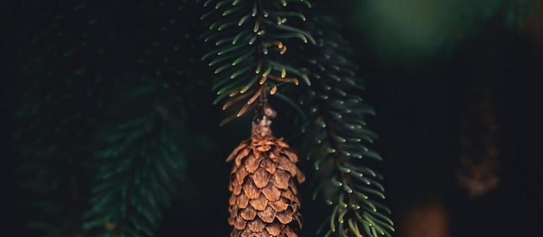 30+ Examples of Depth of Field Photography (+ Free Photos)